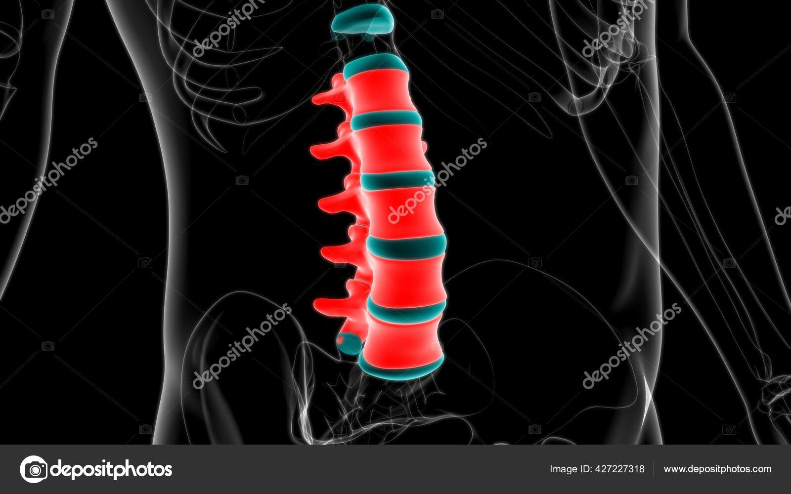 Human Skeleton Vertebral Columbar Vertebrae Anatomy Illustration ...
