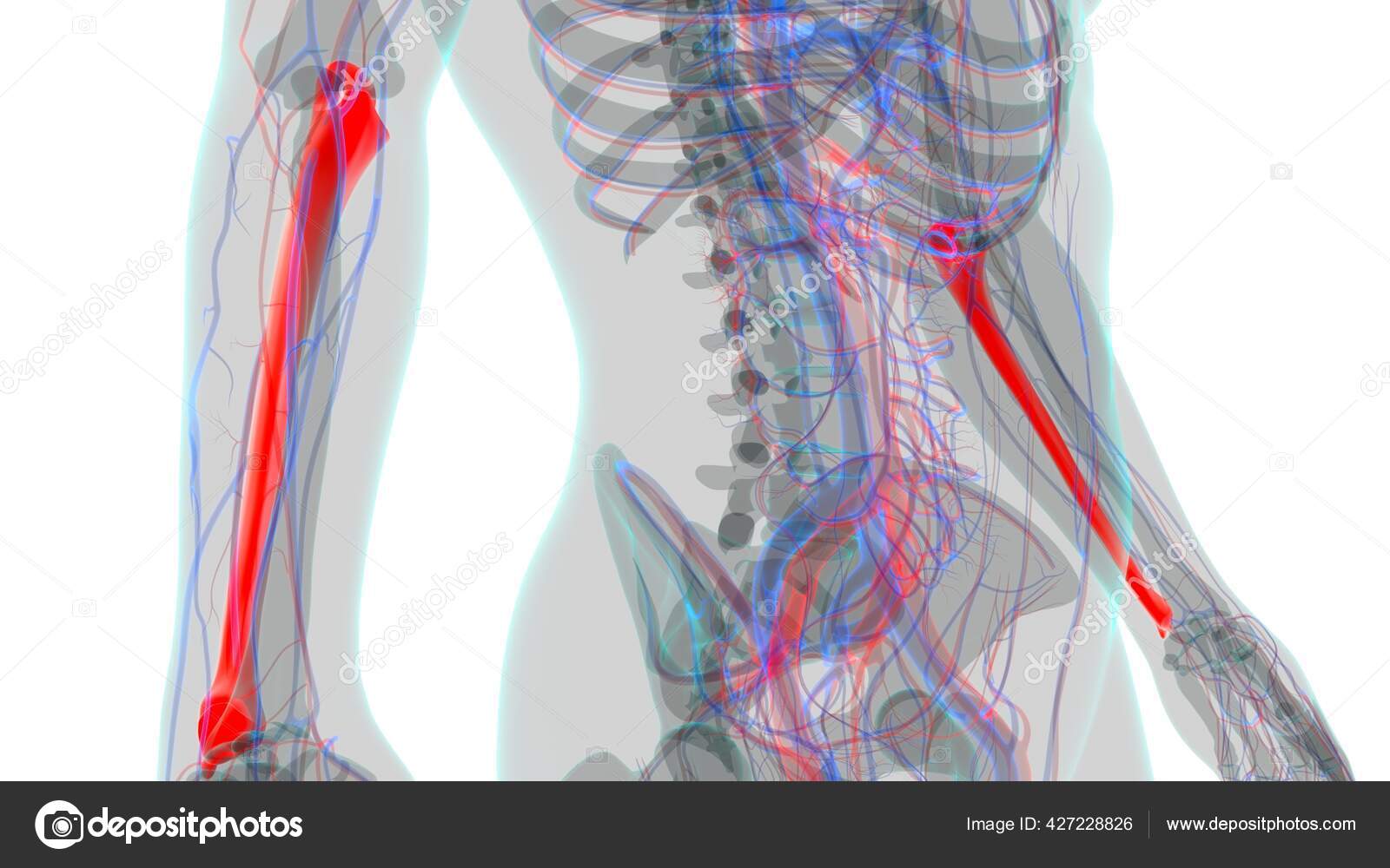 Human Skeleton Anatomy Ulna Bone Rendering Medical Concept Stock Photo ...