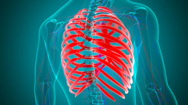 Lungs Human Respiratory System Anatomy Medical Concept Illustration ...