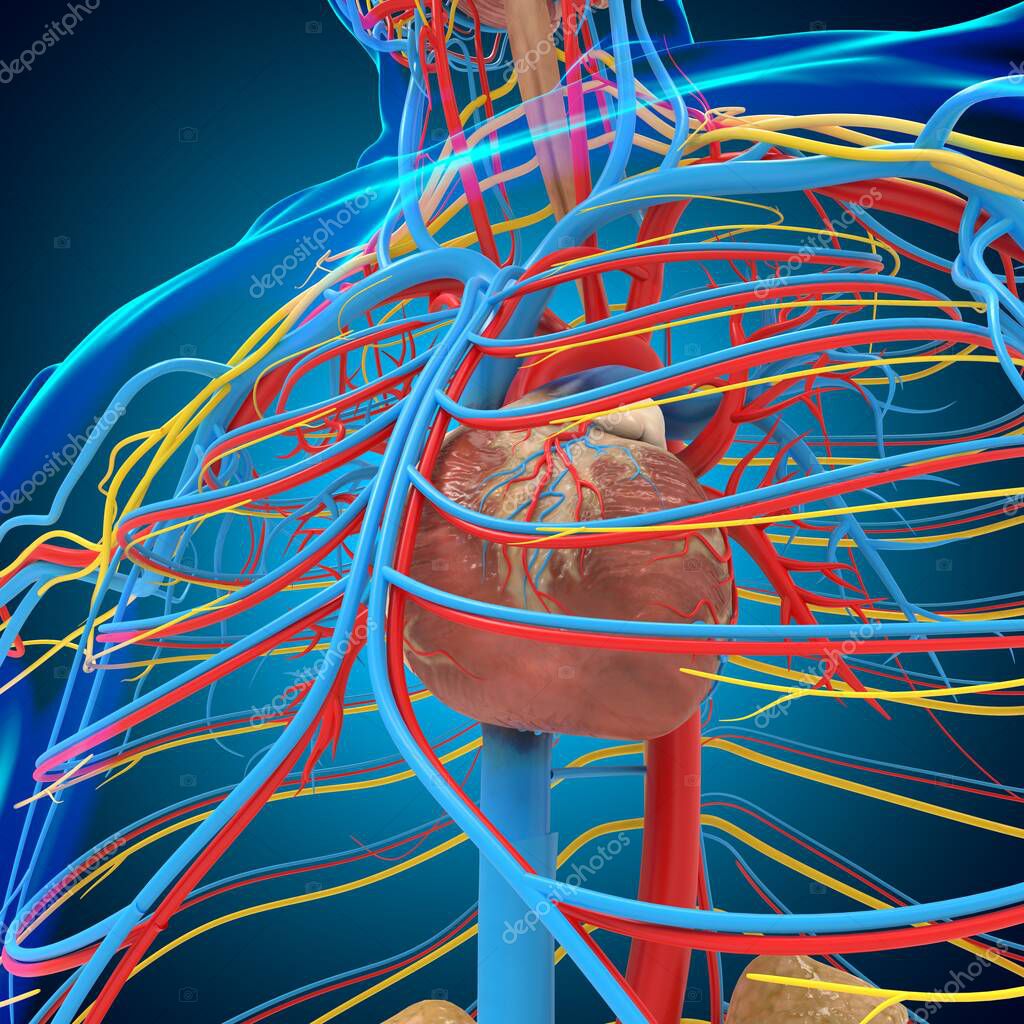 Sistema circulatorio humano Anatomía con corazón Para concepto médico ...