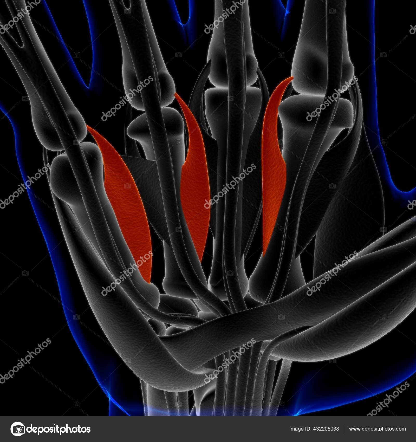 Muscle Soft Tissue Muscle Cells Contain Proteins Producing Contraction ...