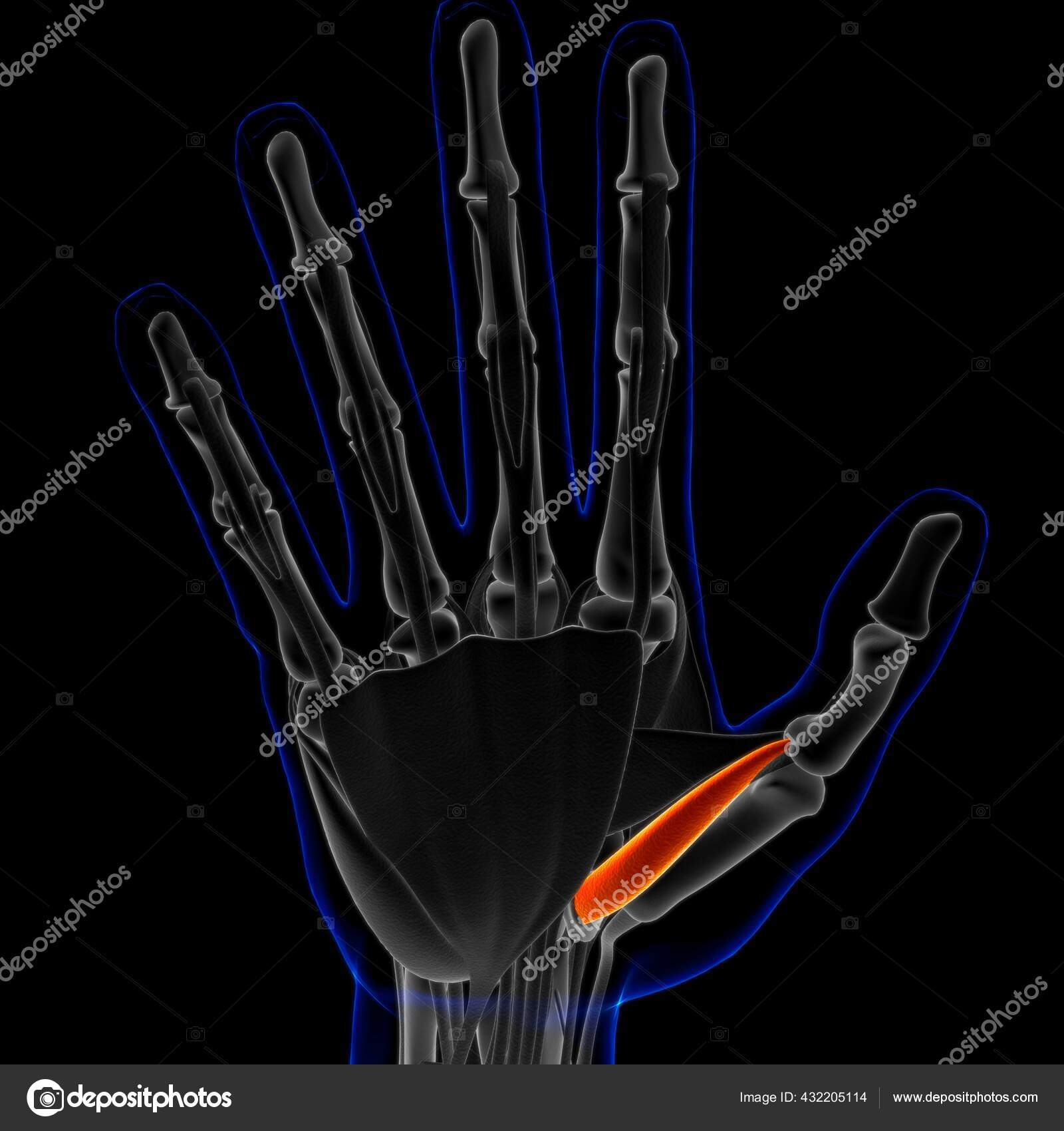 Muscle Soft Tissue Muscle Cells Contain Proteins Producing Contraction ...