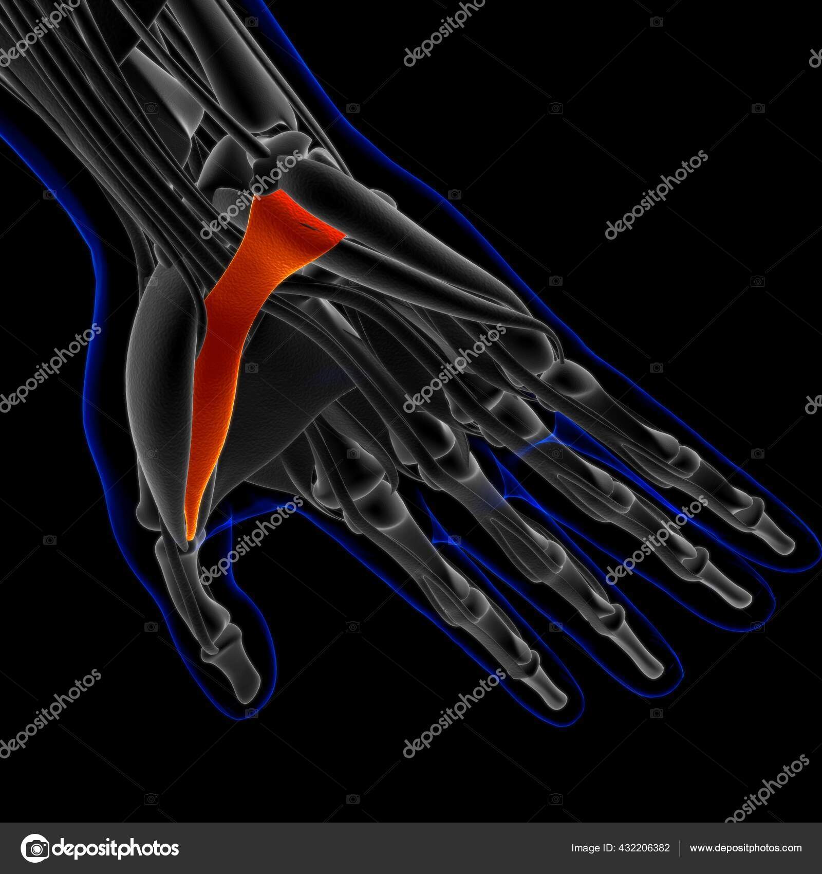Muscle Soft Tissue Muscle Cells Contain Proteins Producing Contraction ...