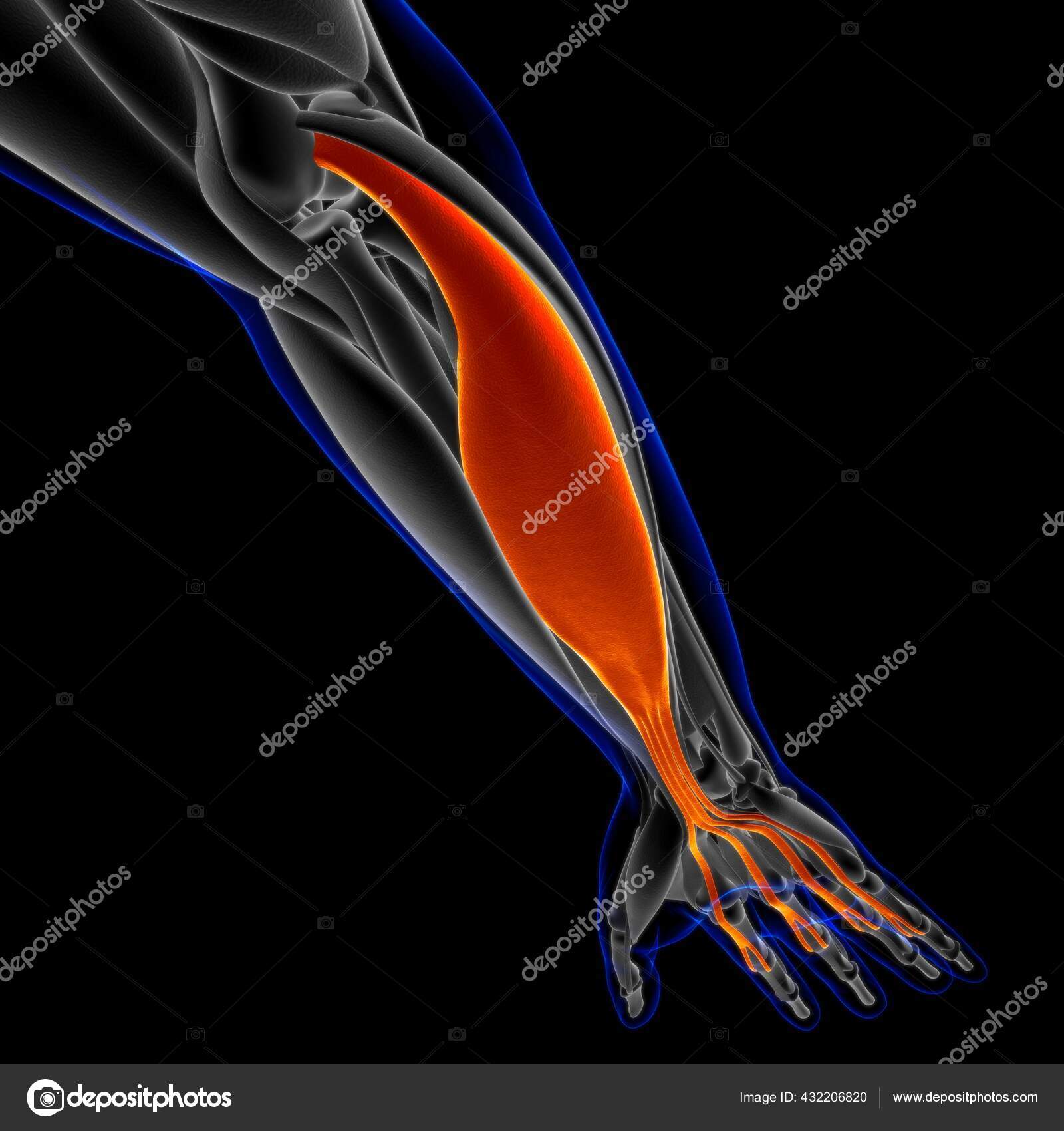 Muscle Soft Tissue Muscle Cells Contain Proteins Producing Contraction ...