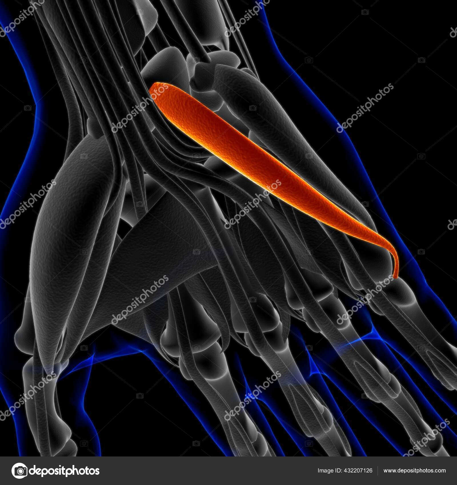 Muscle Soft Tissue Muscle Cells Contain Proteins Producing Contraction ...