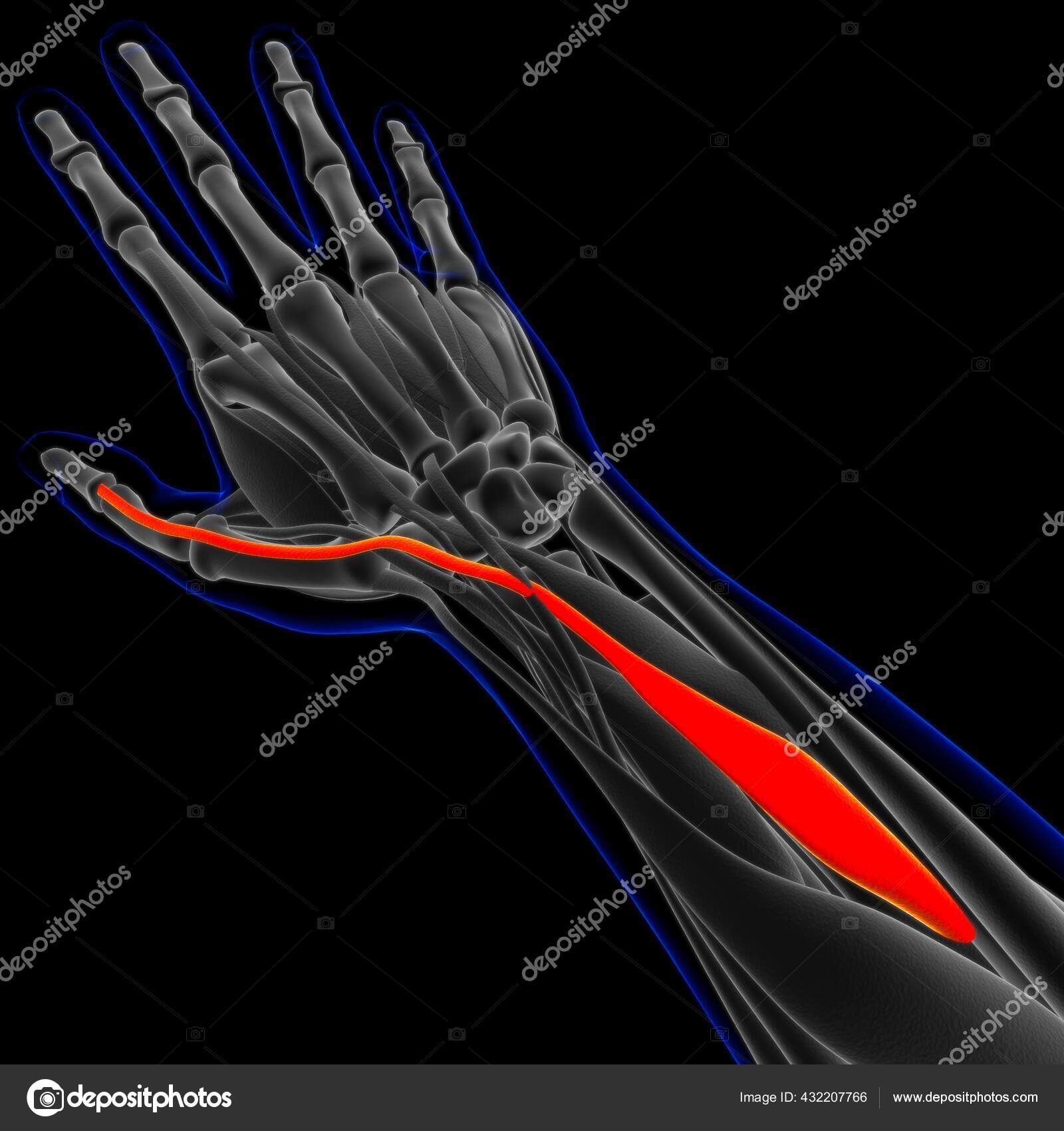 Muscle Soft Tissue Muscle Cells Contain Proteins Producing Contraction ...