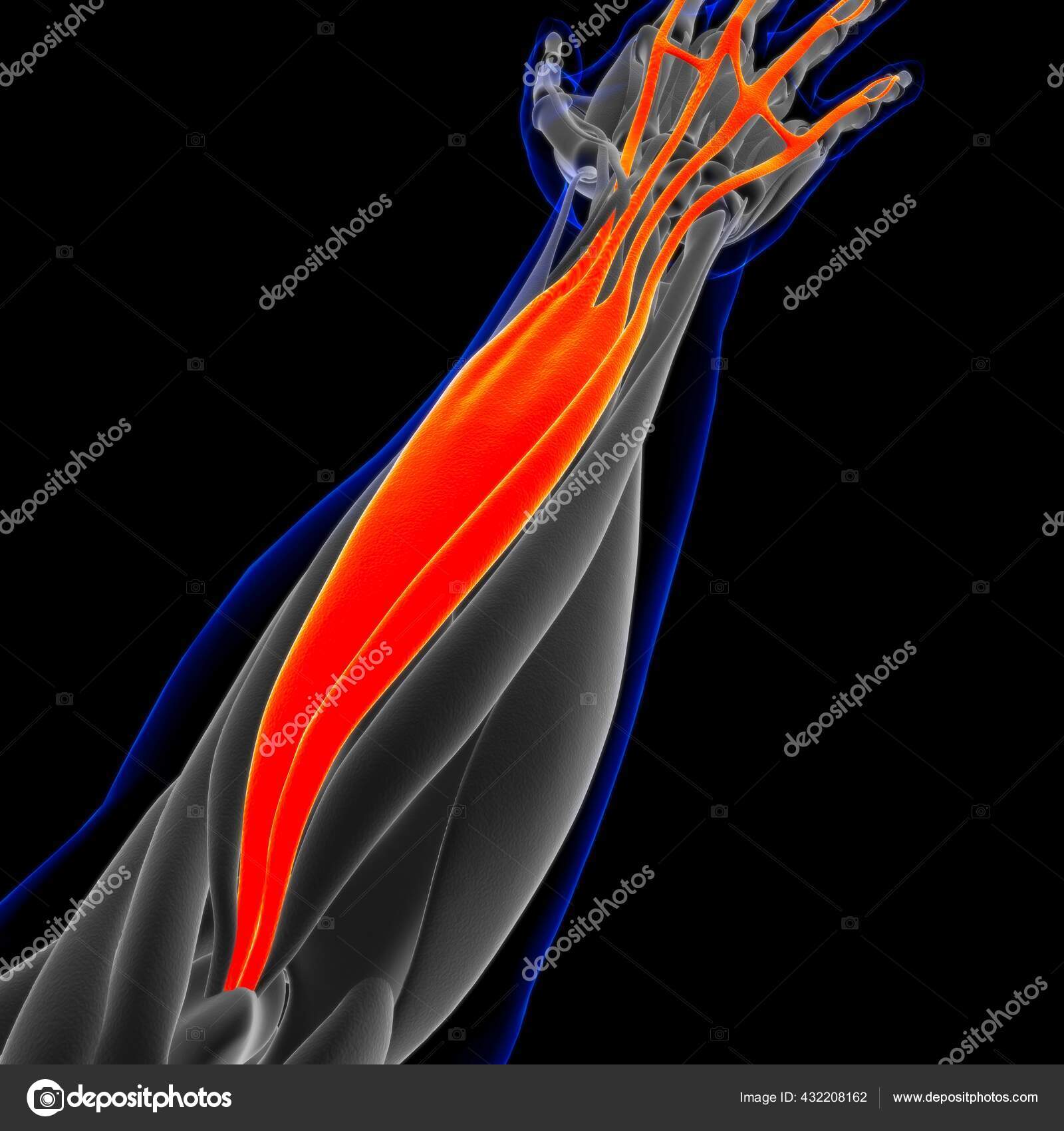 Muscle Soft Tissue Muscle Cells Contain Proteins Producing Contraction ...