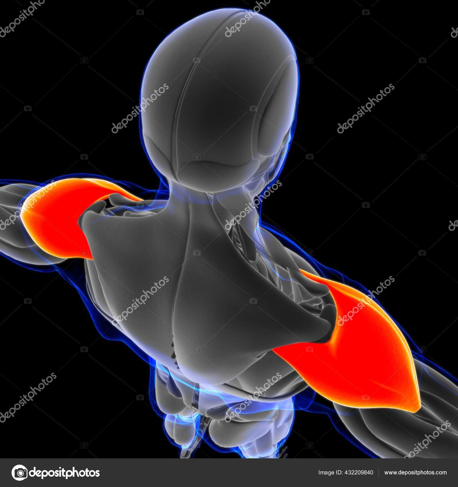 Muscle Soft Tissue Muscle Cells Contain Proteins Producing Contraction ...