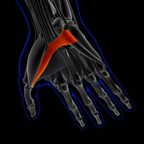 Muscle Soft Tissue Muscle Cells Contain Proteins Producing Contraction ...