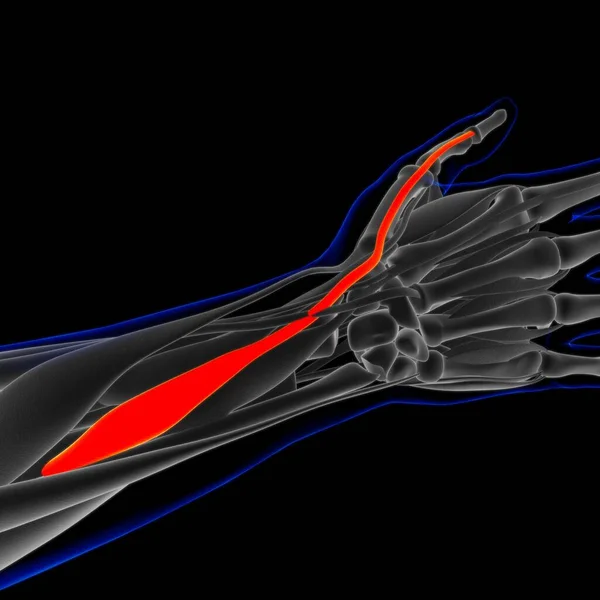 Muscle Soft Tissue Muscle Cells Contain Proteins Producing Contraction ...