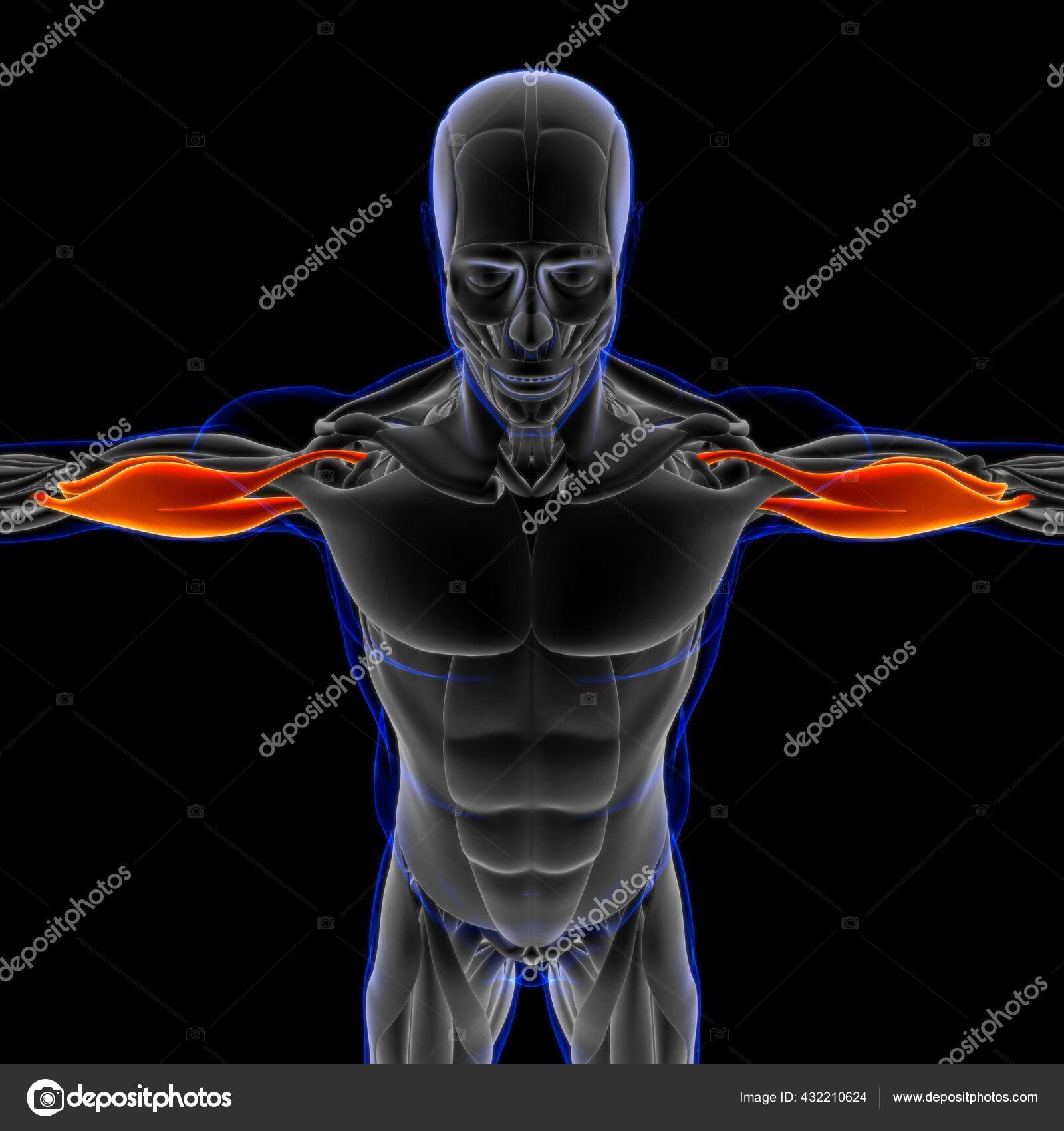 Muscle Est Tissu Mou Les Cellules Musculaires Contiennent Des Protéines ...