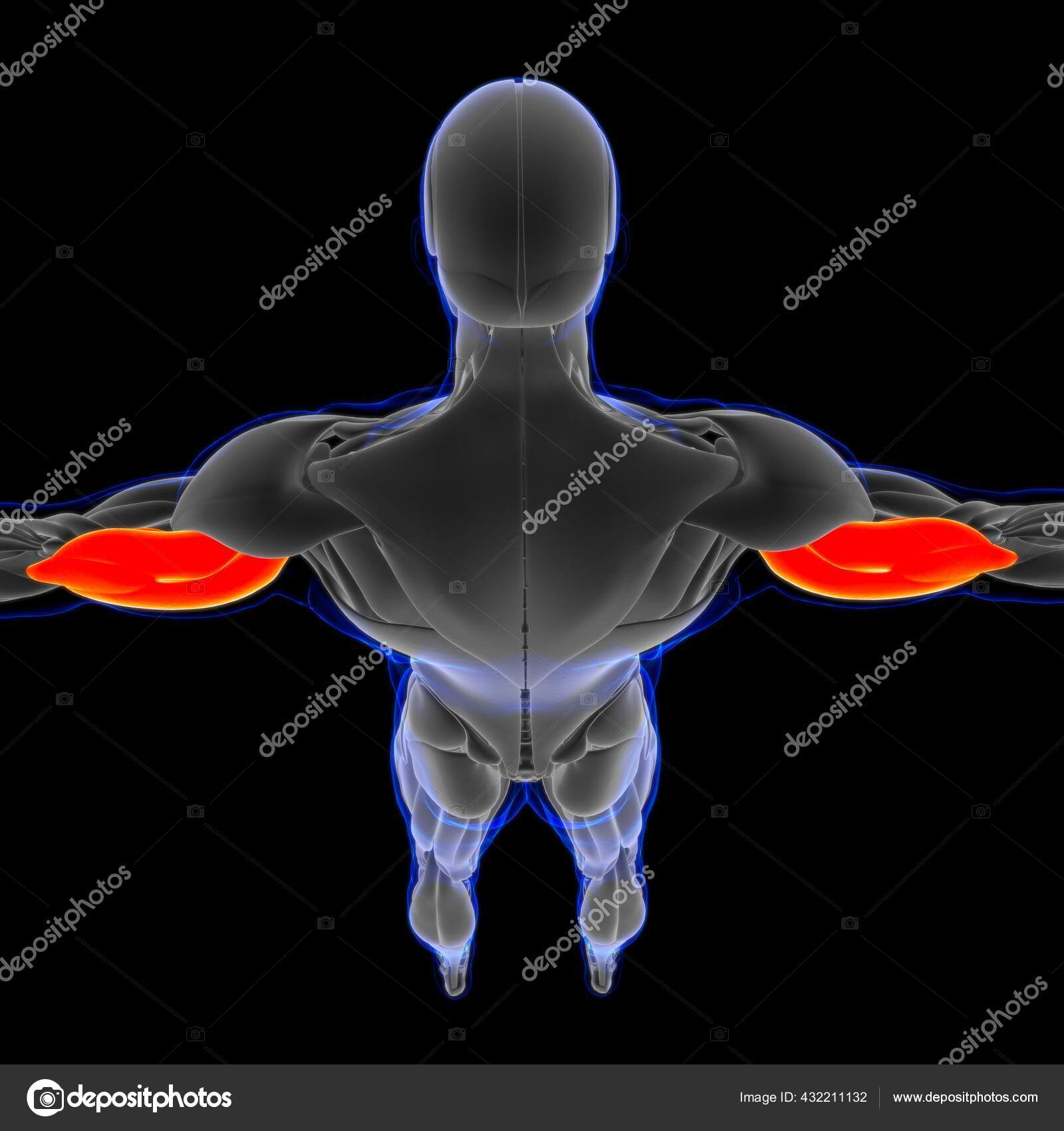 Muscle Soft Tissue Muscle Cells Contain Proteins Producing Contraction ...