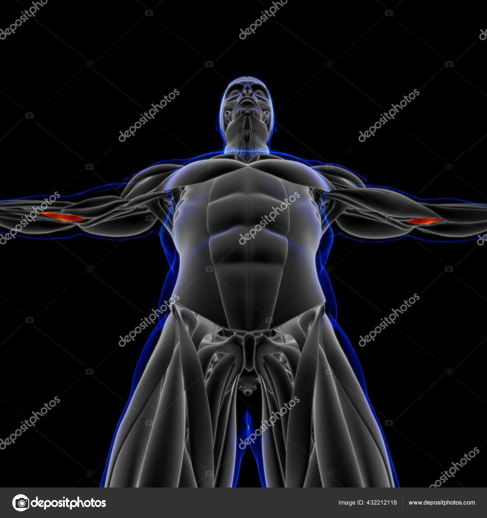 Muscle Soft Tissue Muscle Cells Contain Proteins Producing Contraction ...