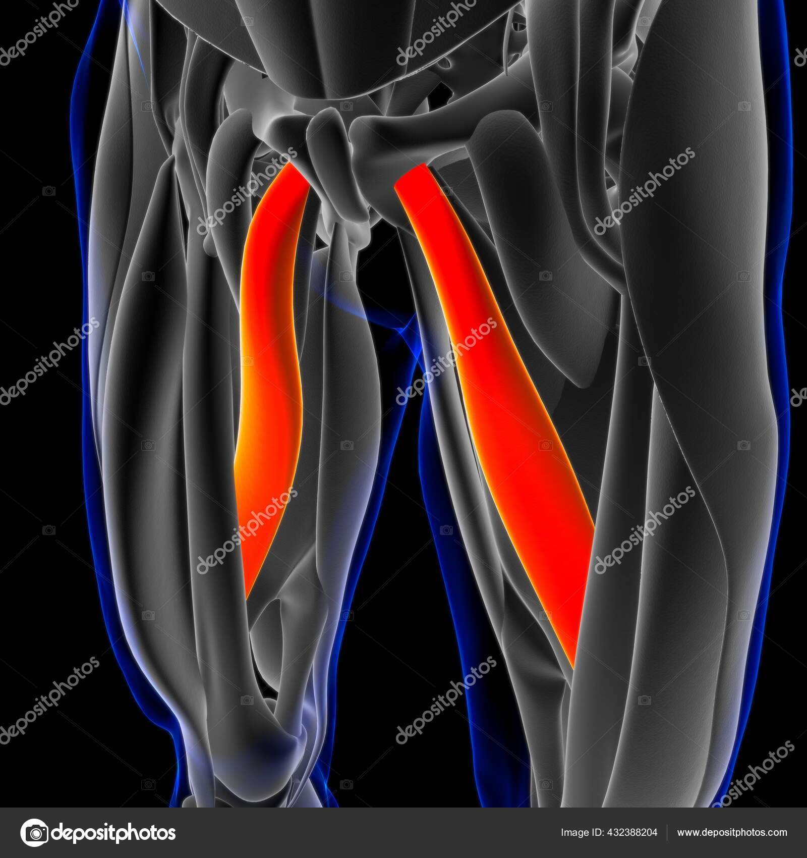 Illustration Muscle Soft Tissue Muscle Cells Contain Proteins Producing ...