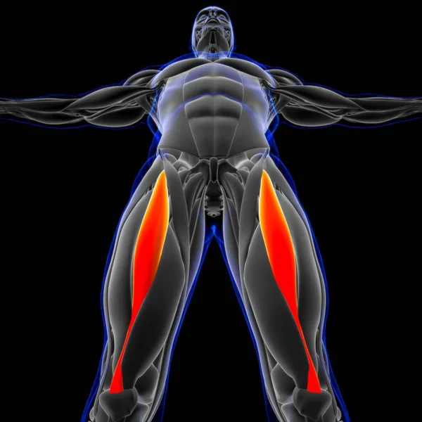 Illustration Muscle Soft Tissue Muscle Cells Contain Proteins Producing ...