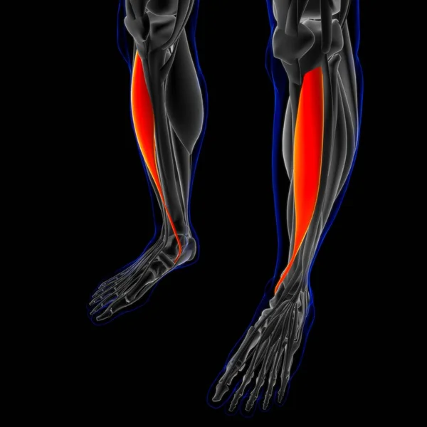 Illustration Muscle Soft Tissue Muscle Cells Contain Proteins Producing ...