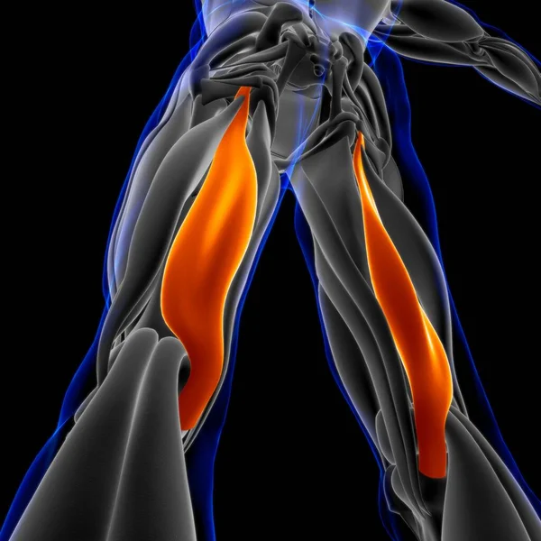 Illustration Muscle Soft Tissue Muscle Cells Contain Proteins Producing ...