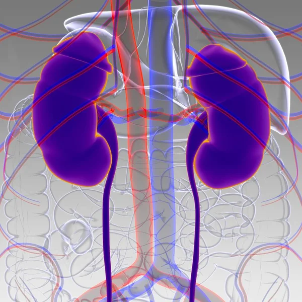 Human Urinary System Kidneys Bladder Anatomy Medical Concept ...