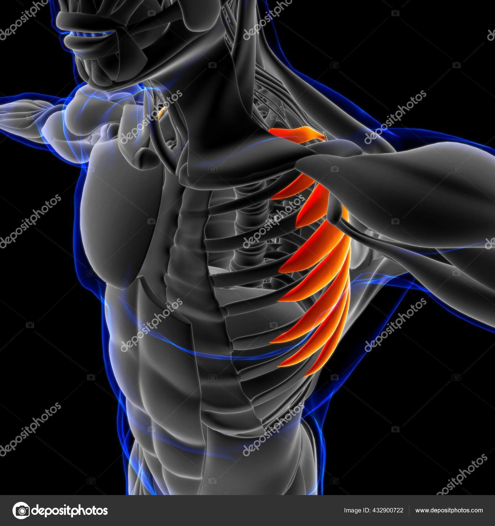 Illustration Muscle Soft Tissue Muscle Cells Contain Proteins Producing ...