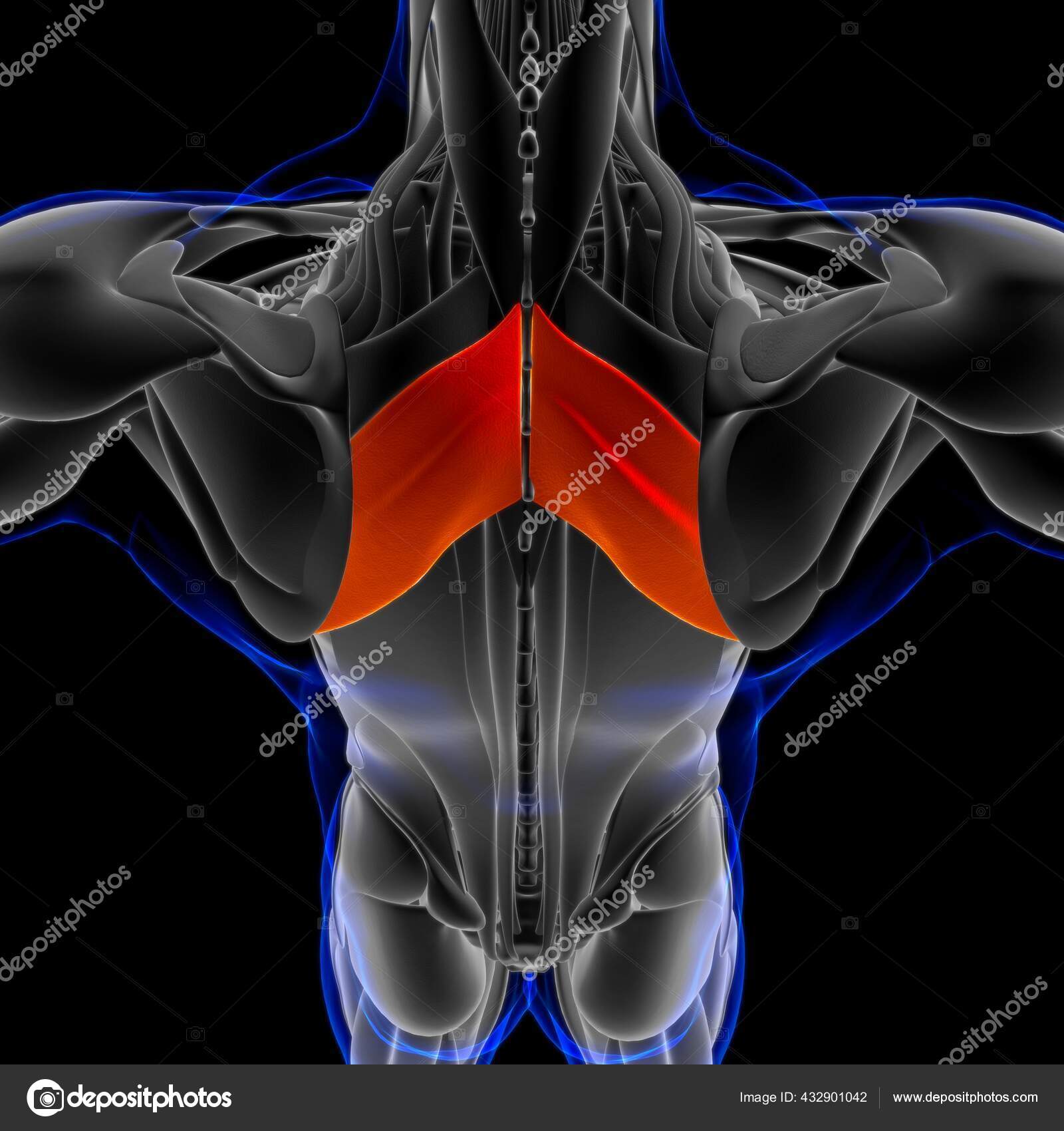 Illustration Muscle Soft Tissue Muscle Cells Contain Proteins Producing ...