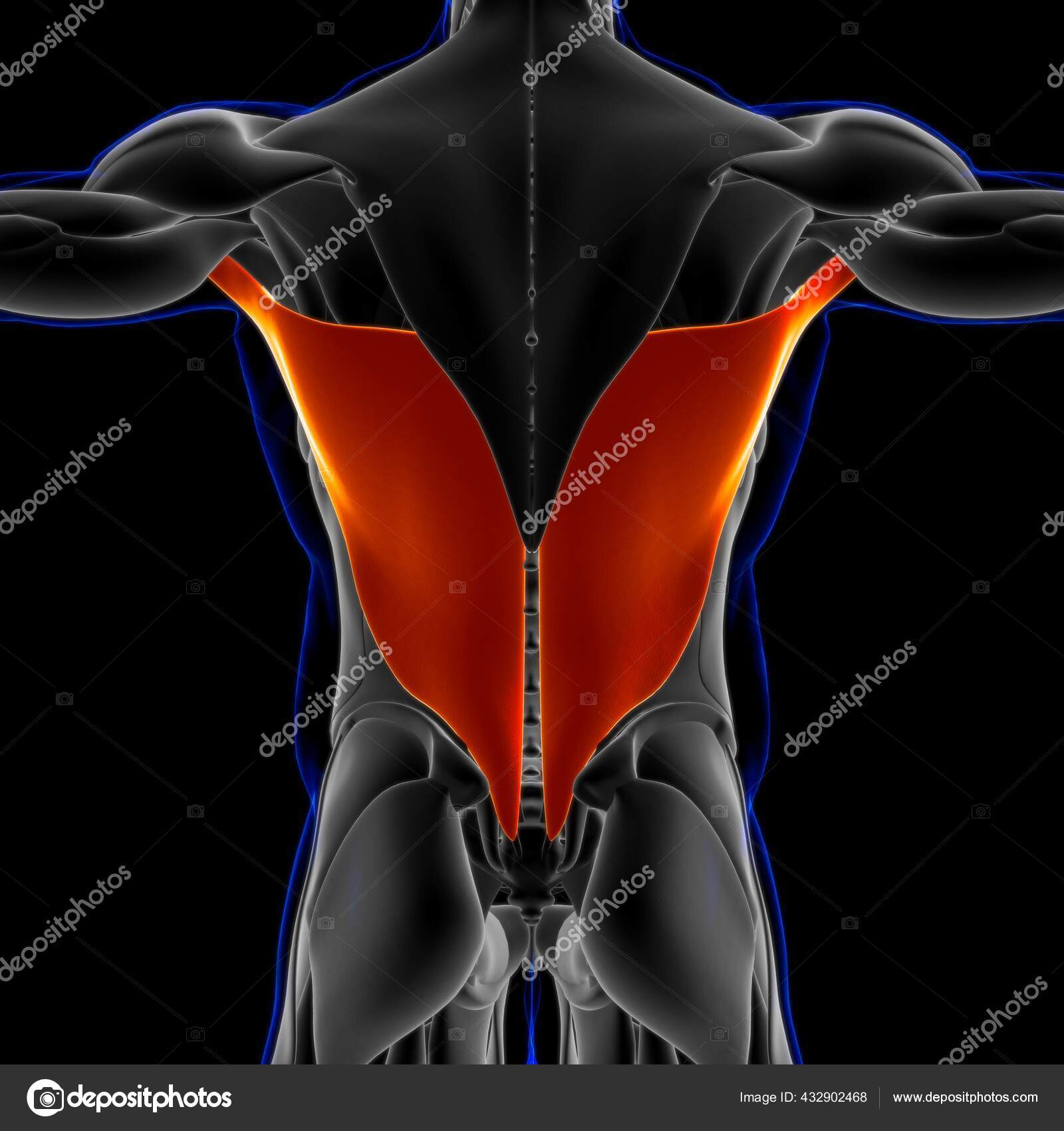 Illustration Muscle Soft Tissue Muscle Cells Contain Proteins Producing ...