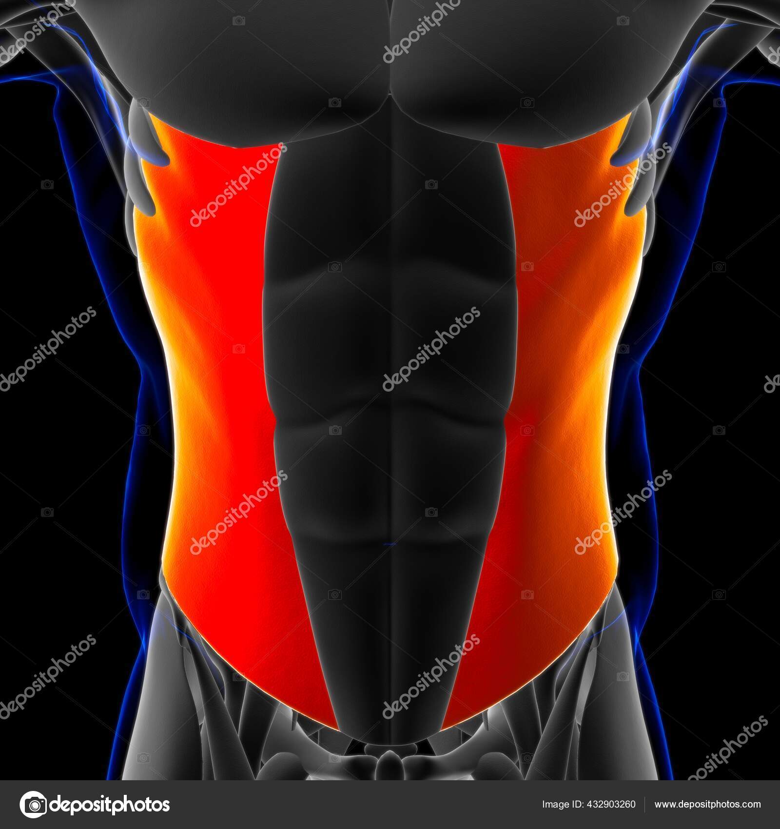 Illustration Muscle Soft Tissue Muscle Cells Contain Proteins Producing ...