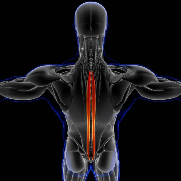Illustration Muscle Soft Tissue Muscle Cells Contain Proteins Producing ...