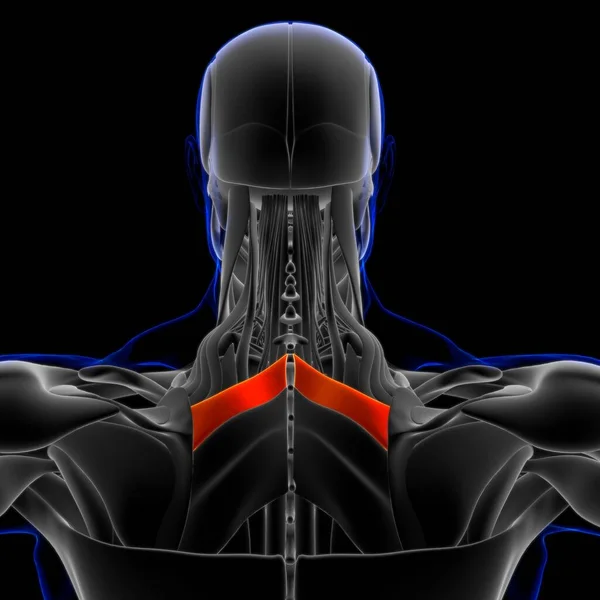 Sistema de pescoço Stock Photos, Royalty Free Sistema de pescoço Images ...