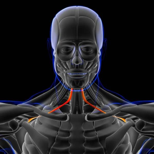 Illustration Muscle Soft Tissue Muscle Cells Contain Proteins Producing ...