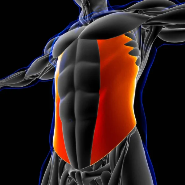 Oblicuo externo Stock Photos, Royalty Free Oblicuo externo Images ...