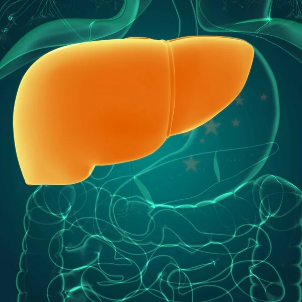 Lever ontsteking fotos de stock, imágenes de Lever ontsteking sin ...