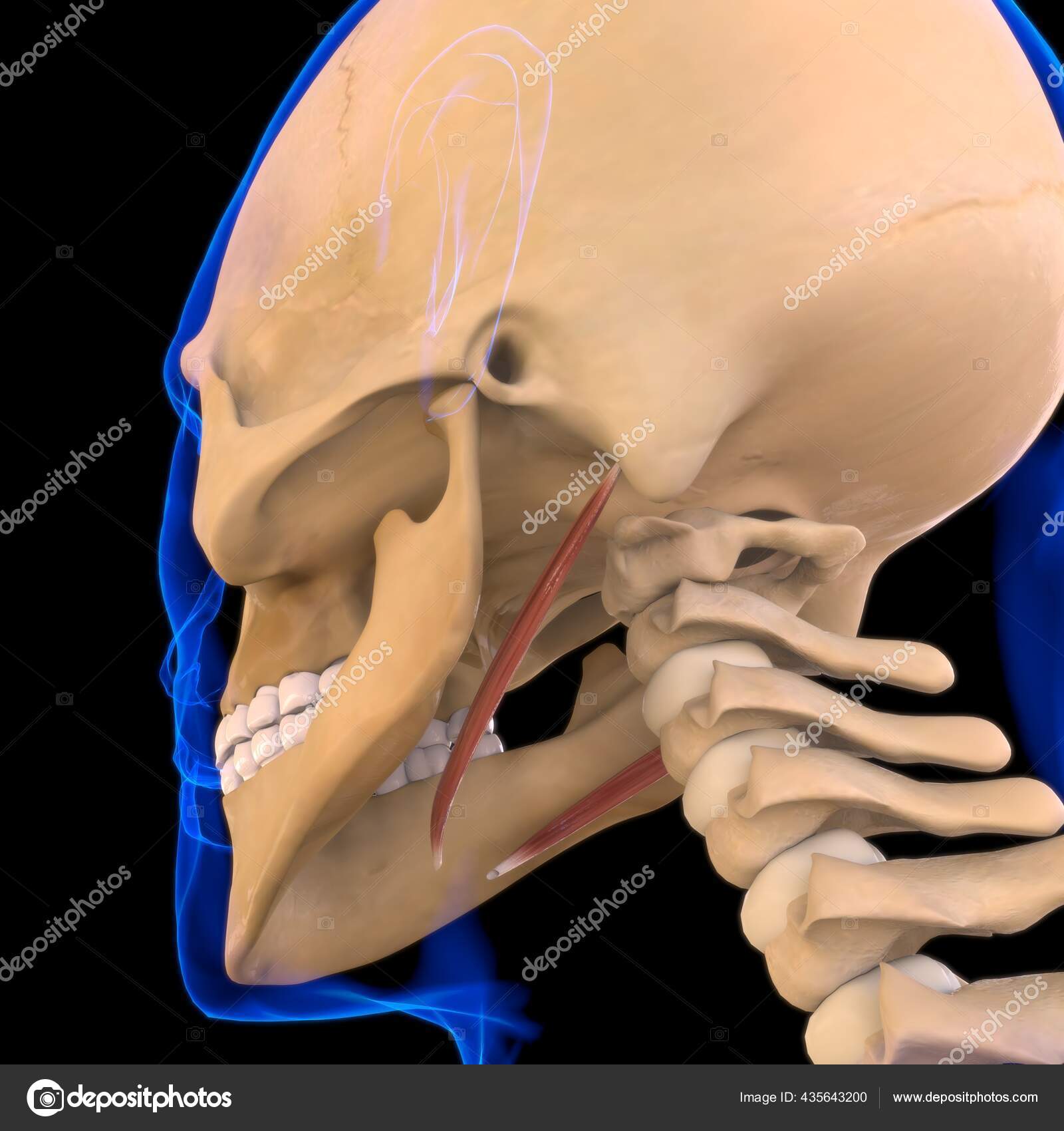 Stylohyoid Bone