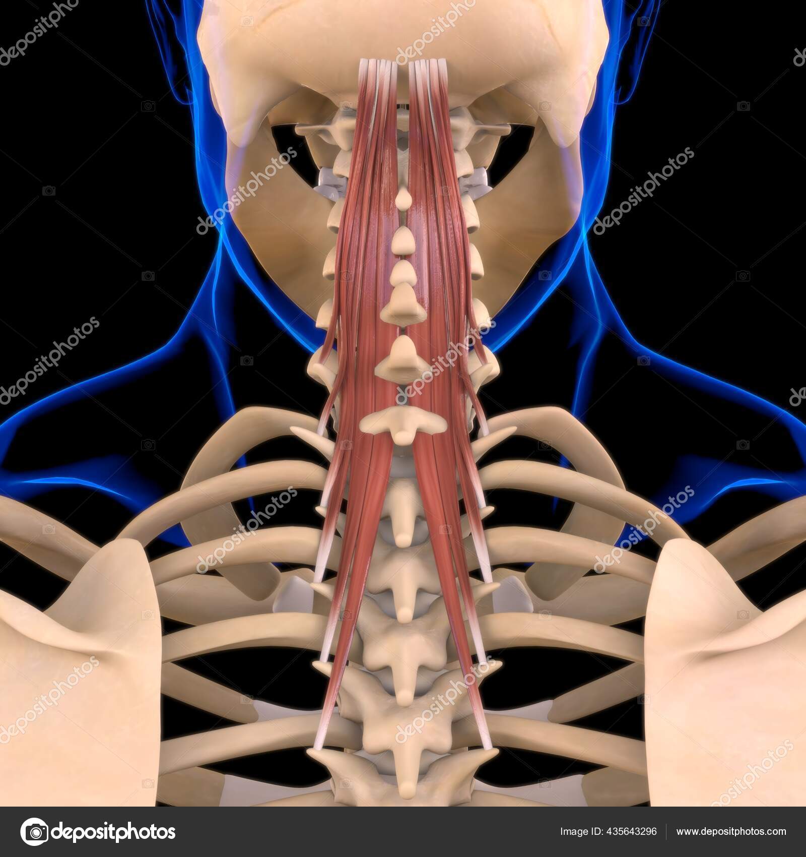 Semispinalis Capitis Muscle Anatomy Medical Concept Illustration Stock ...