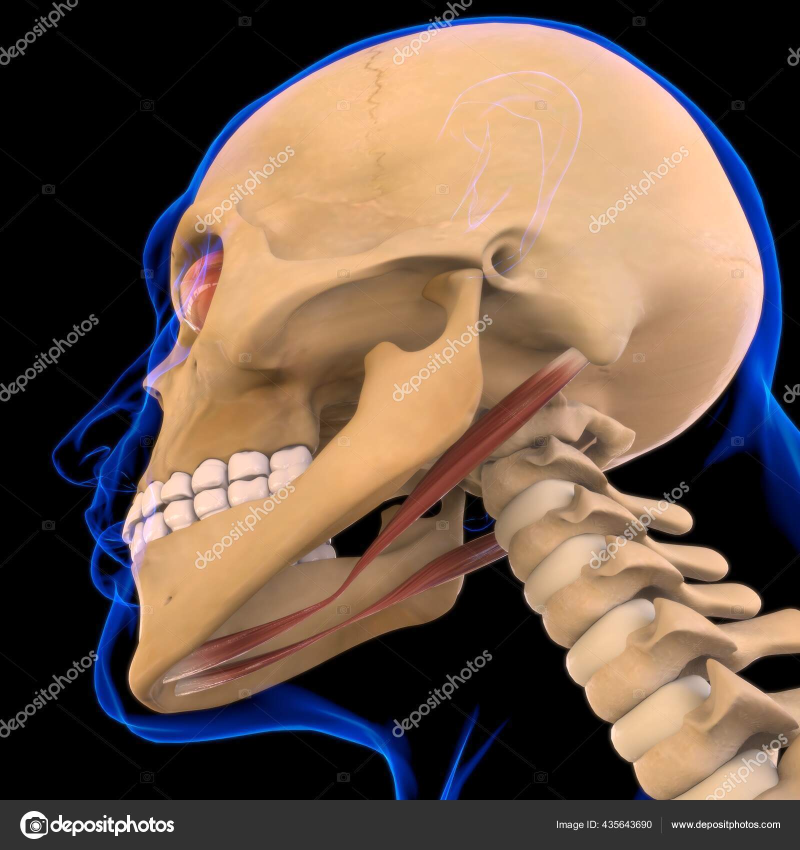 Digastric Muscle Anatomy Medical Concept Illustration Stock Photo by ...