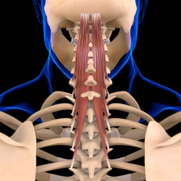 Human Muscle Anatomy Medical Concept Illustration Stock Photo by ©My ...