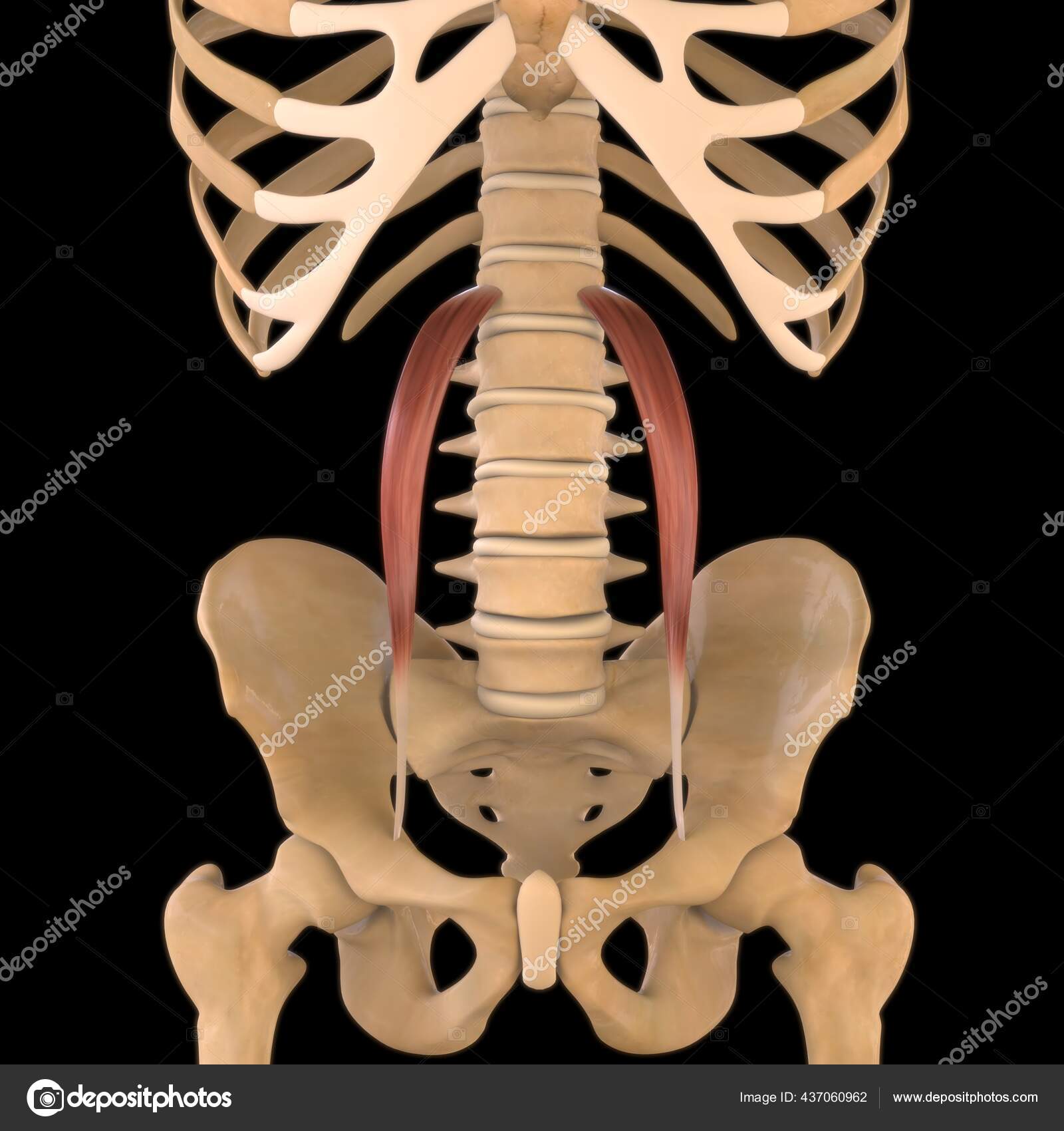 Illustration Muscle Soft Tissue Muscle Cells Contain Proteins Producing ...