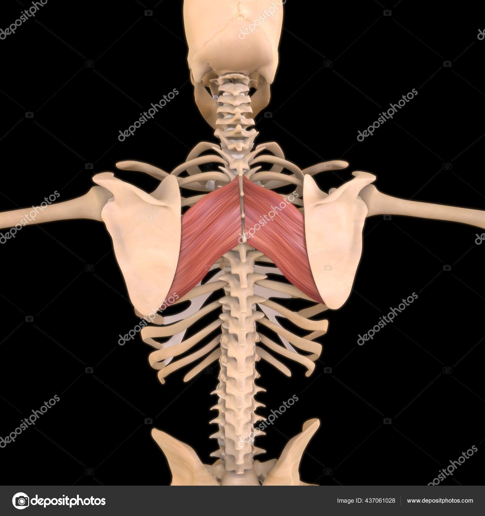 Illustration Muscle Soft Tissue Muscle Cells Contain Proteins Producing ...