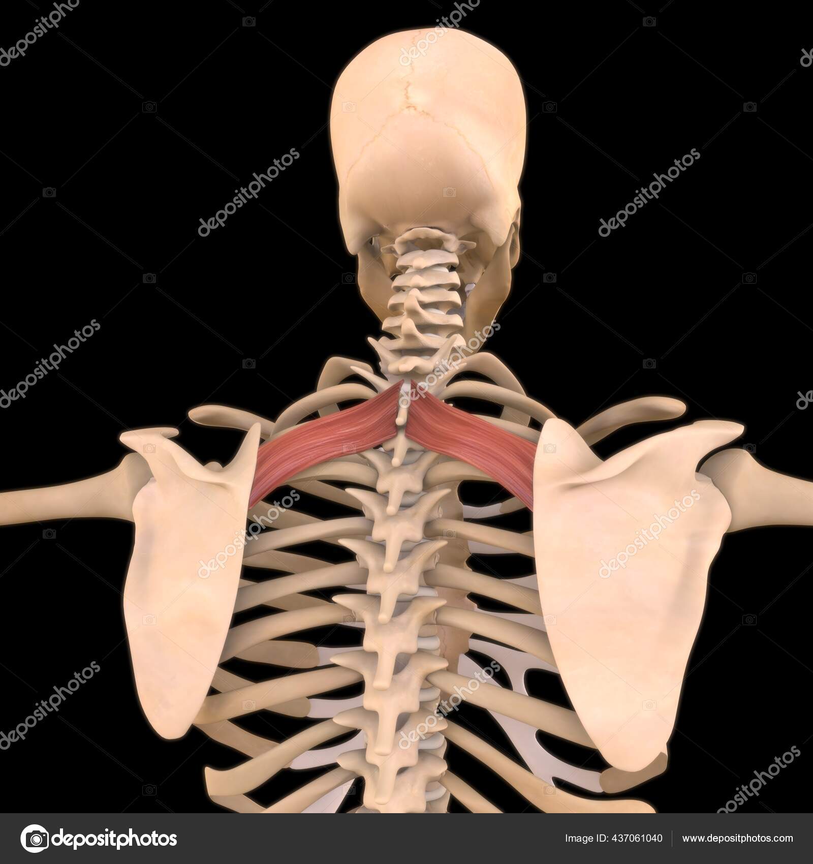 Illustration Muscle Soft Tissue Muscle Cells Contain Proteins Producing ...