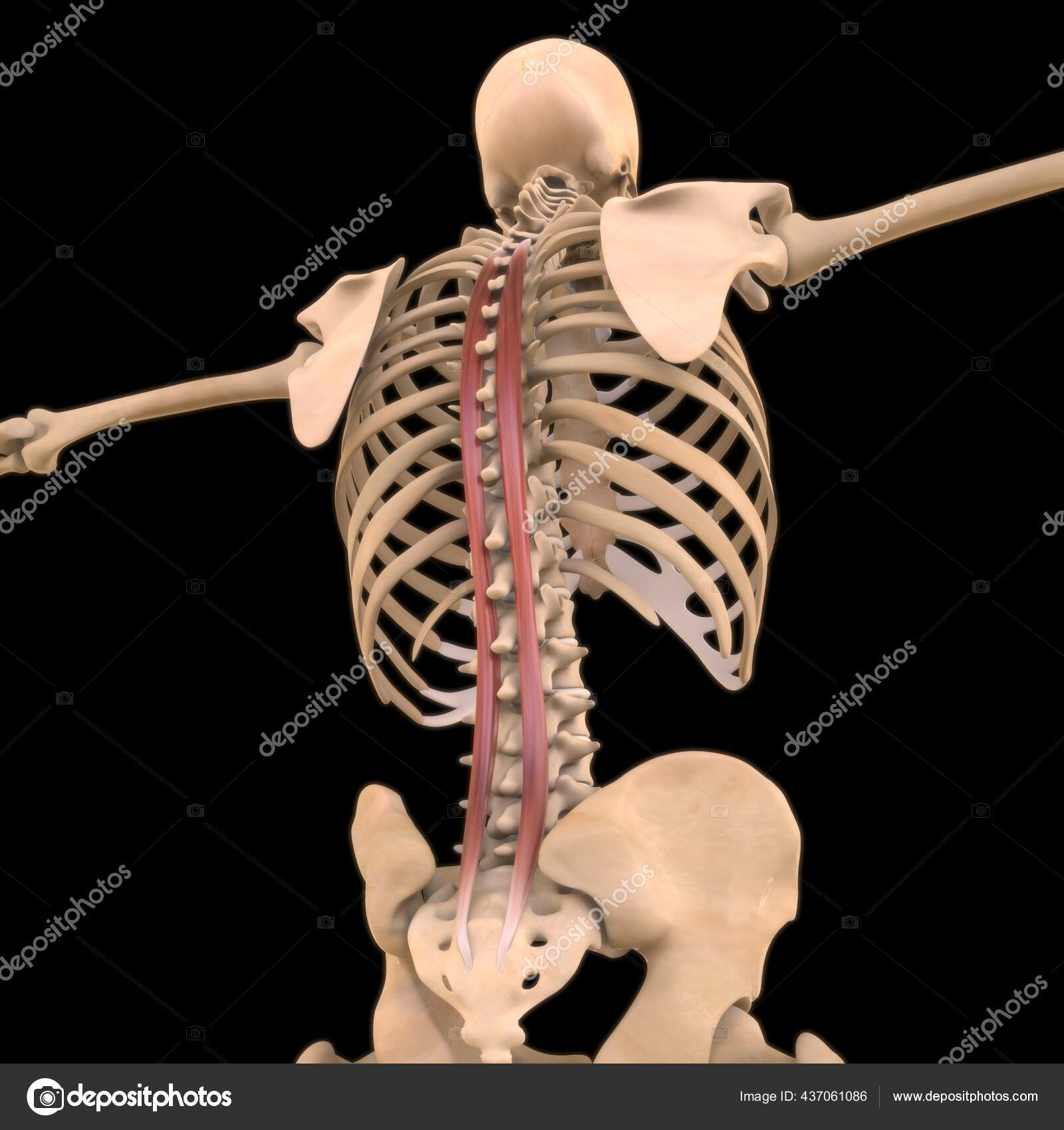 Illustration Muscle Soft Tissue Muscle Cells Contain Proteins Producing ...