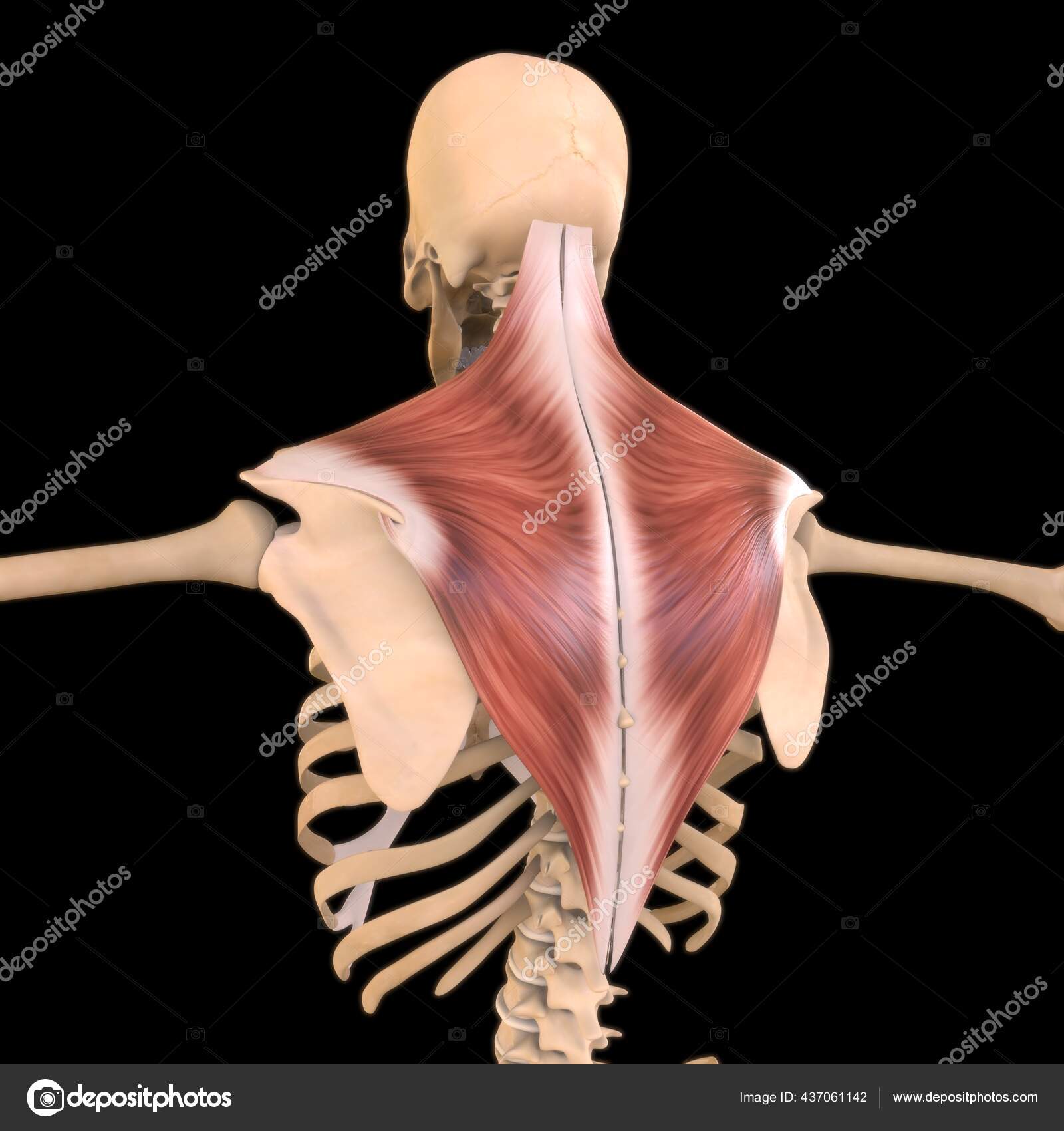 Illustration Muscle Soft Tissue Muscle Cells Contain Proteins Producing ...