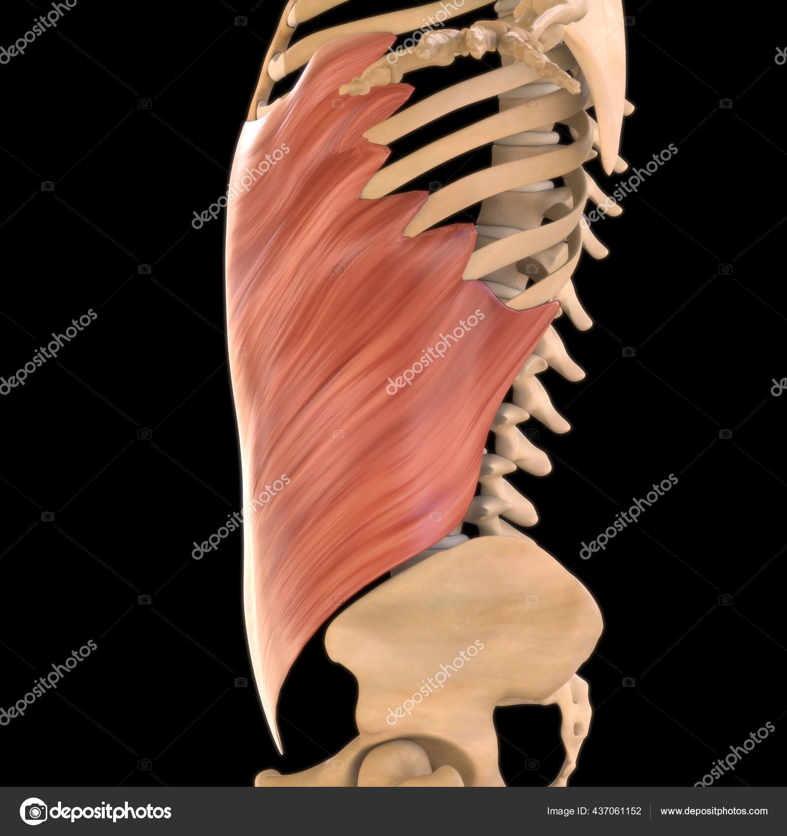 Illustration Muscle Soft Tissue Muscle Cells Contain Proteins Producing ...