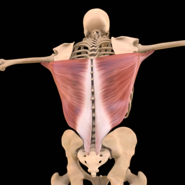 Pelvis muscles anatomy Stock Photos, Royalty Free Pelvis muscles ...