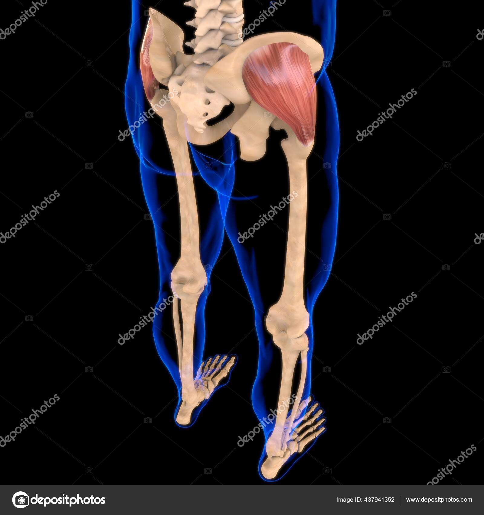 Illustration Muscle Soft Tissue Muscle Cells Contain Proteins Producing ...