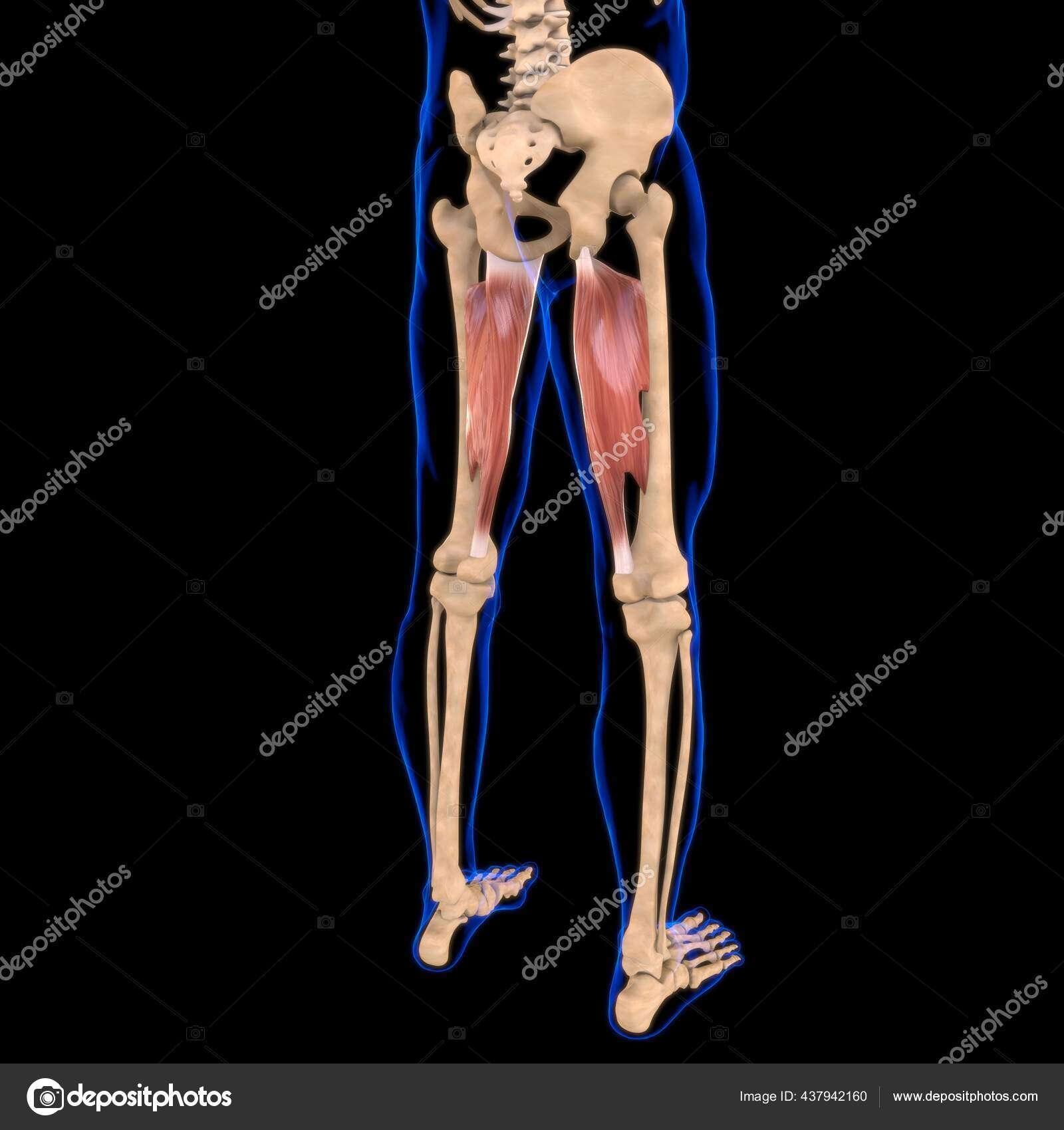 Illustration Muscle Soft Tissue Muscle Cells Contain Proteins Producing ...