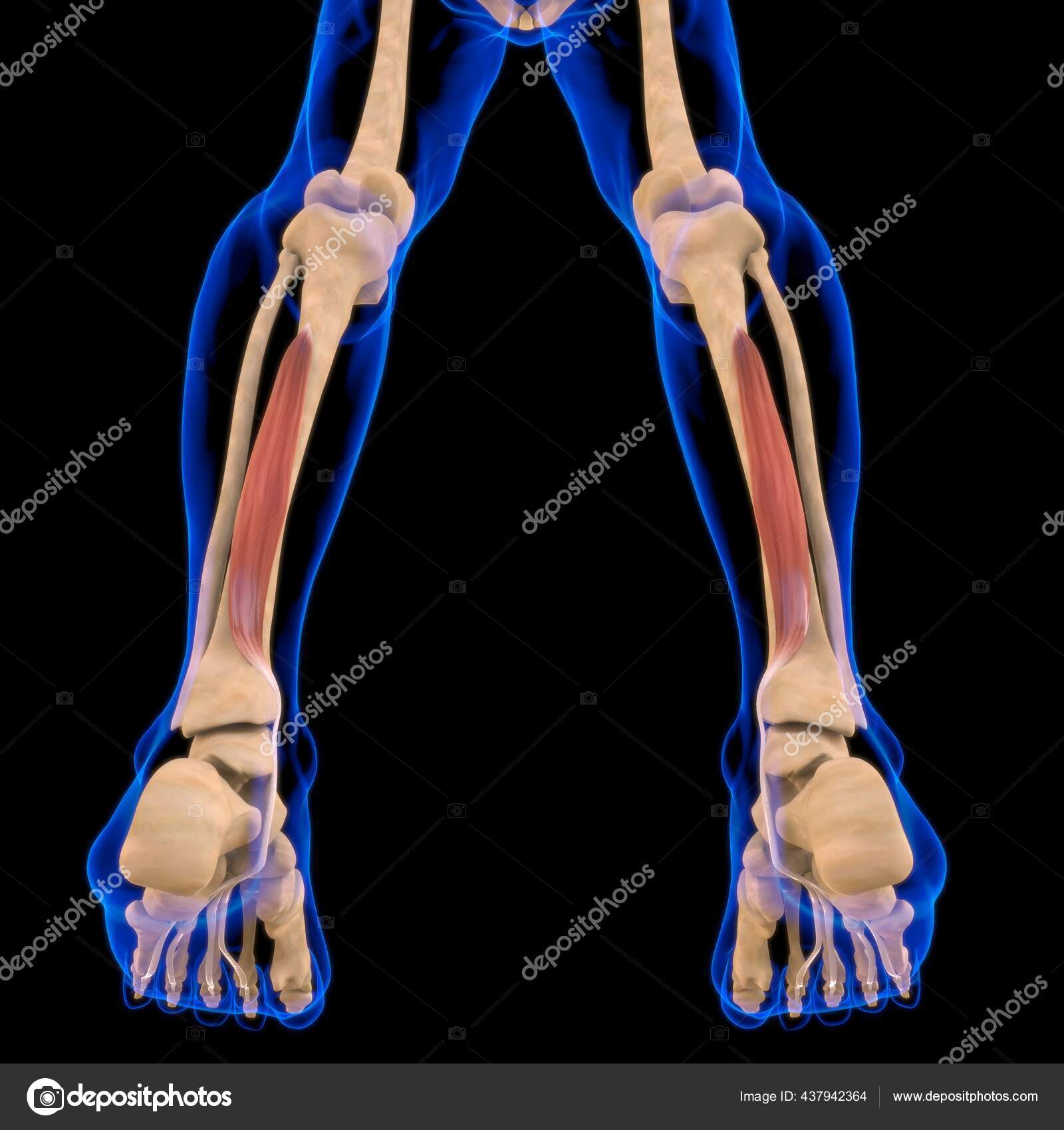 Illustration Muscle Soft Tissue Muscle Cells Contain Proteins Producing ...
