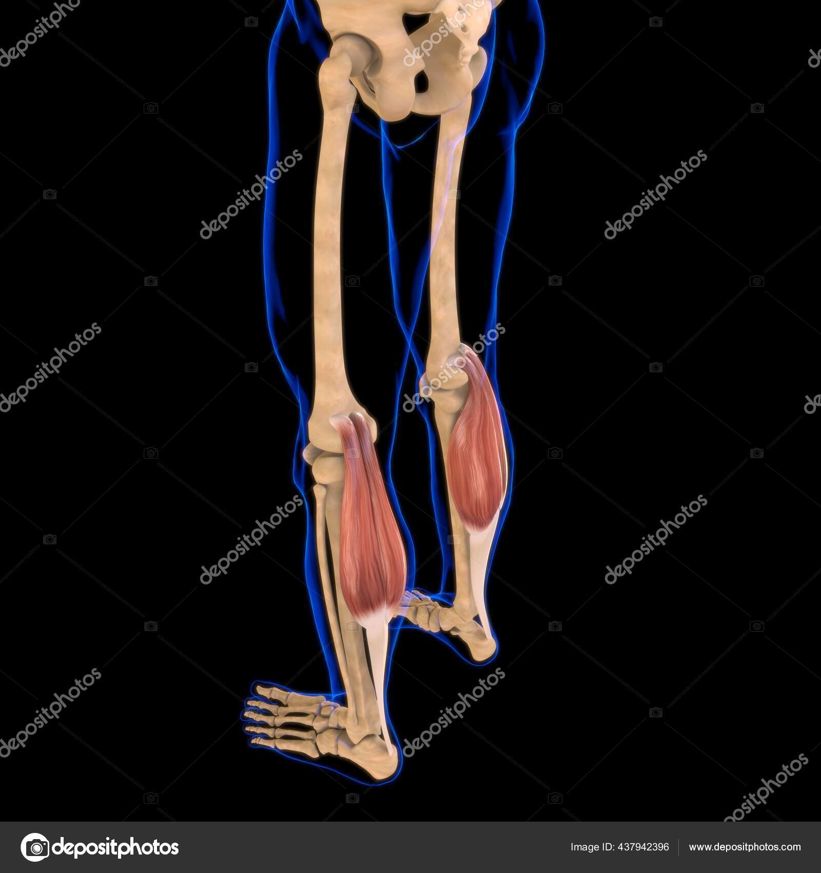 Illustration Muscle Soft Tissue Muscle Cells Contain Proteins Producing ...