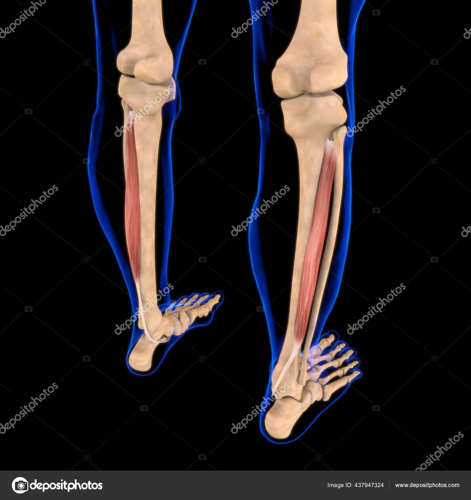 Illustration Muscle Soft Tissue Muscle Cells Contain Proteins Producing ...