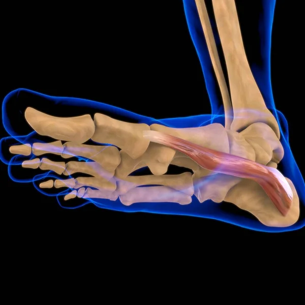 Illustration Muscle Soft Tissue Muscle Cells Contain Proteins Producing ...
