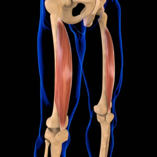 Hamstring muscle group anatomy model Stock Photo by ©AnatomyInsider ...