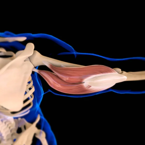 Illustration Muscle Soft Tissue Muscle Cells Contain Proteins Producing ...
